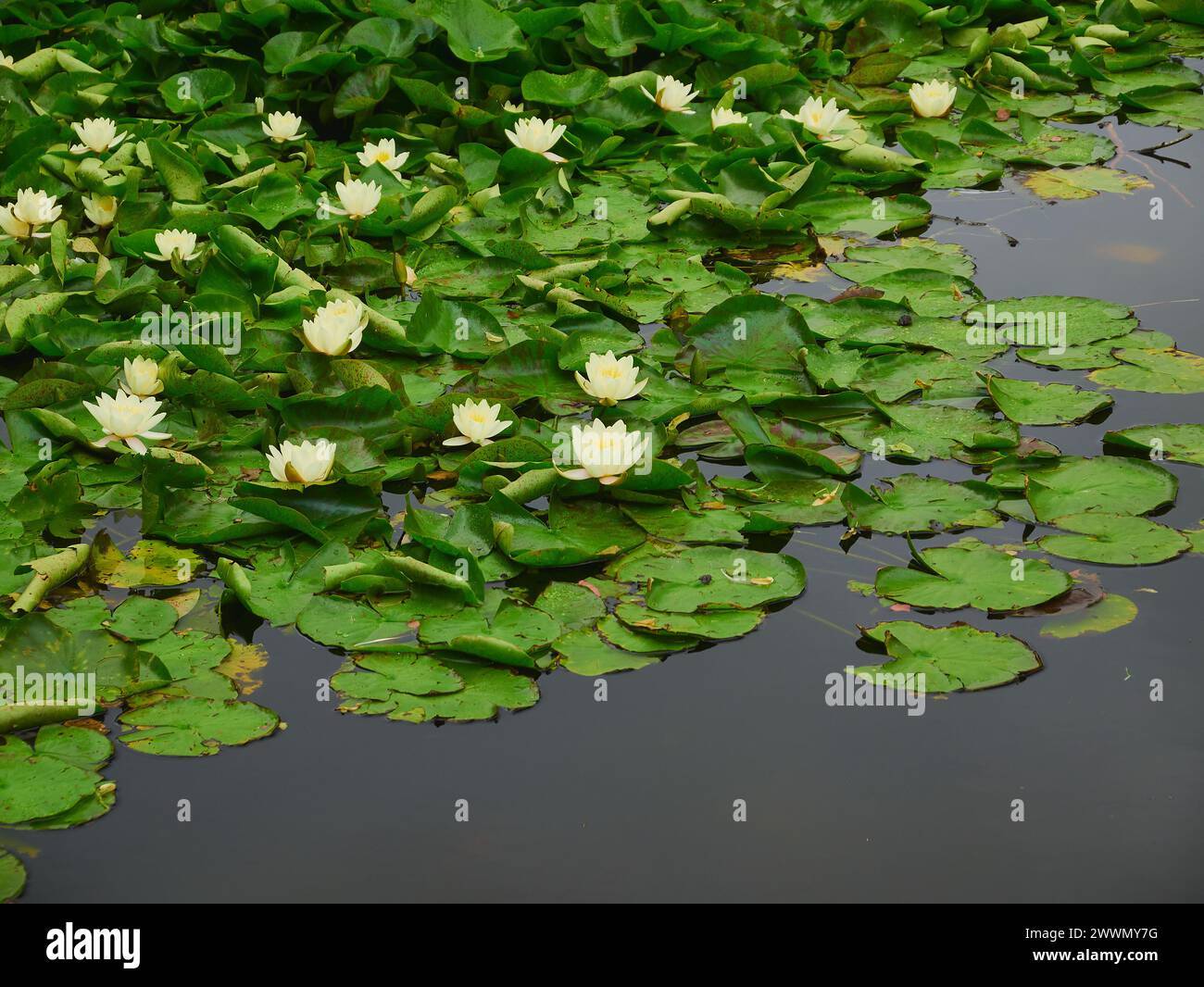 Water lily plant in water close view background Stock Photo - Alamy