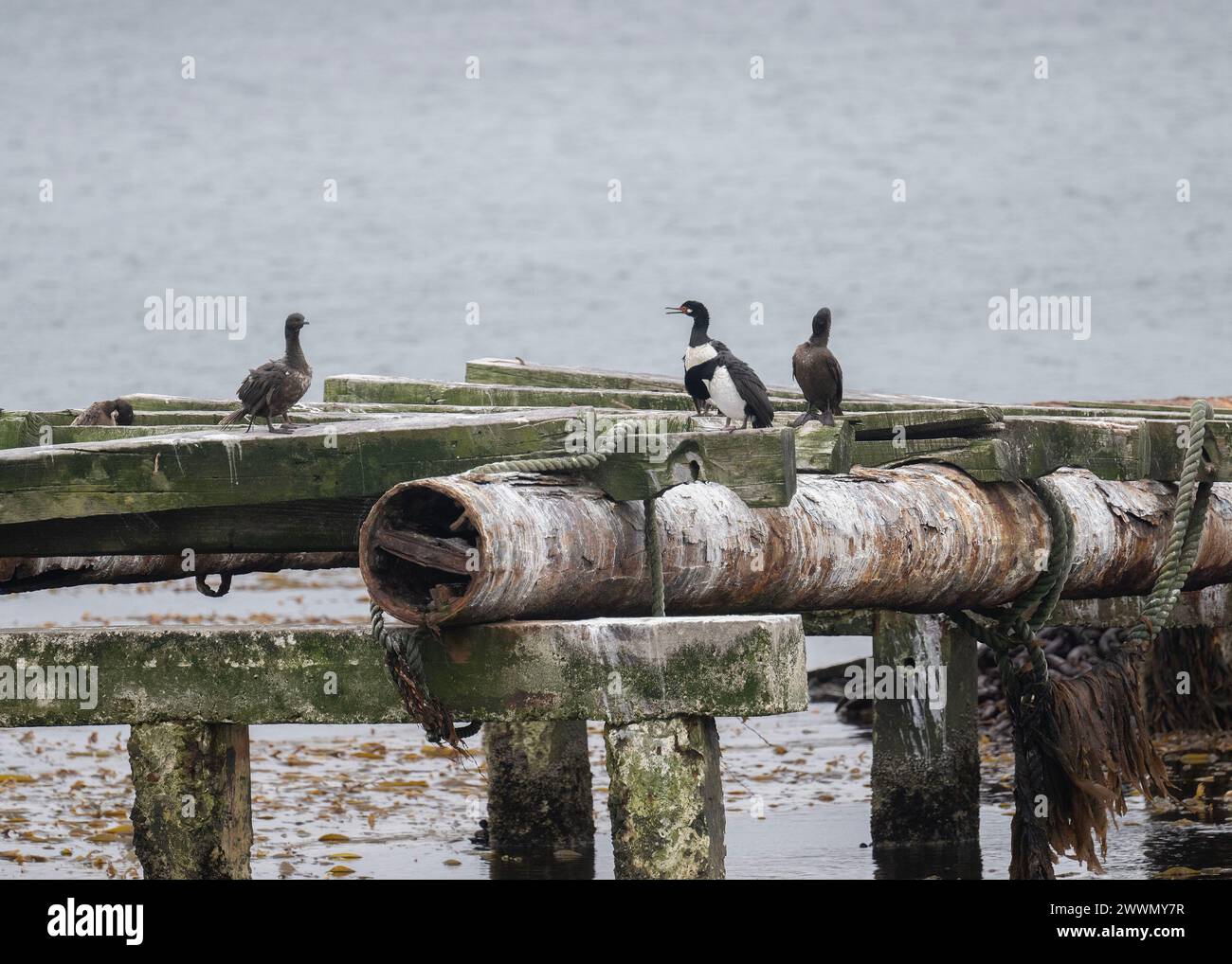 Shag Rock (Phalacrocorax magellanicus) adults an dimmature birds ...