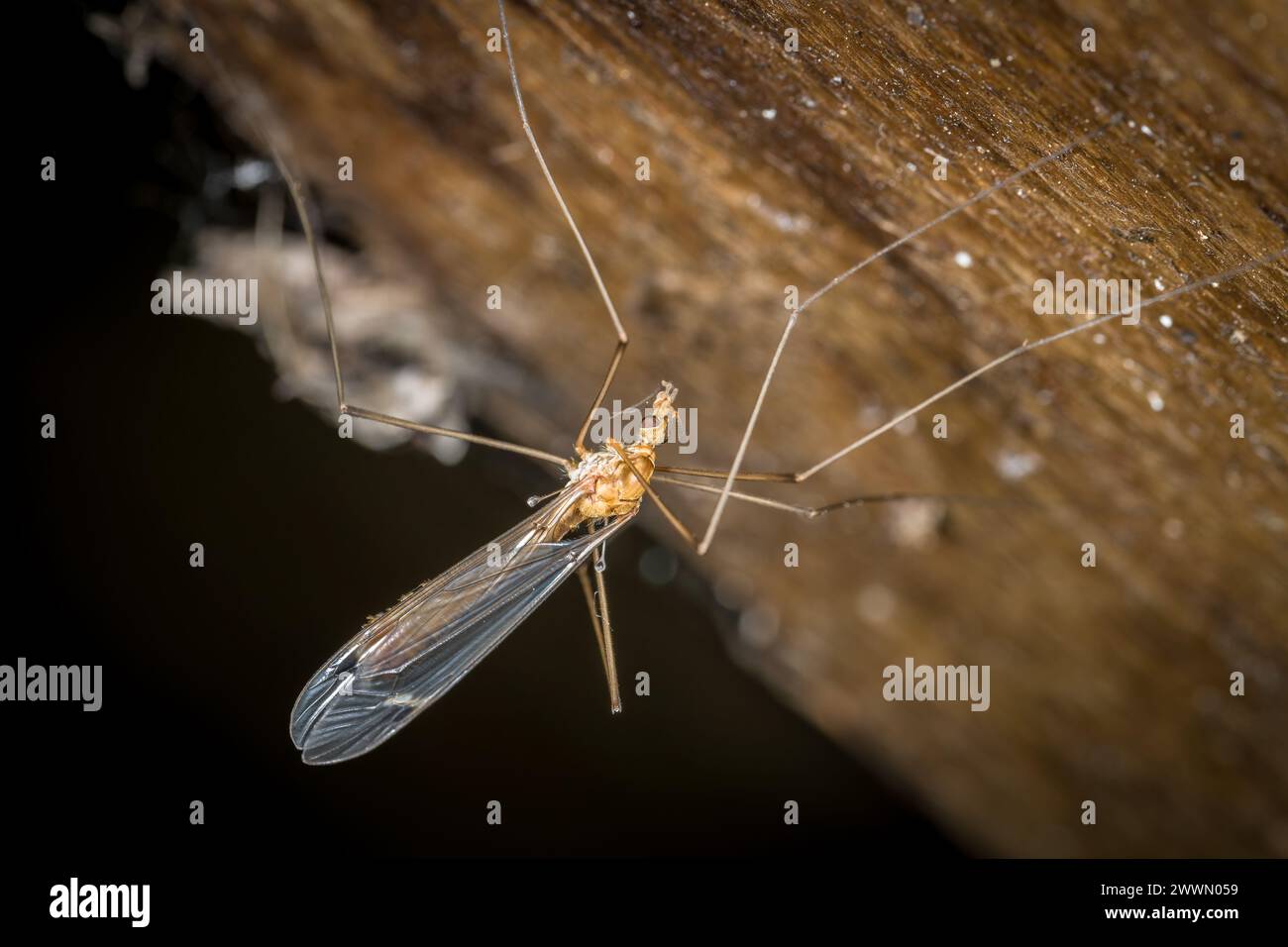 Mosquito sitting hi-res stock photography and images - Alamy