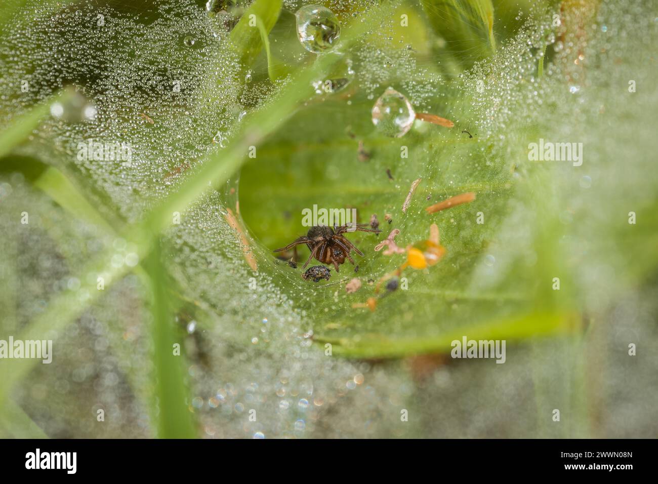 Ground hopper spider hi-res stock photography and images - Alamy