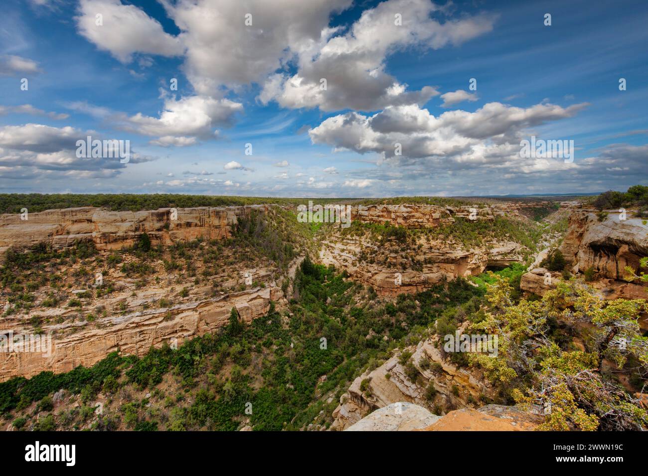 This majestic view showcases a vast canyon with layered rock formations ...