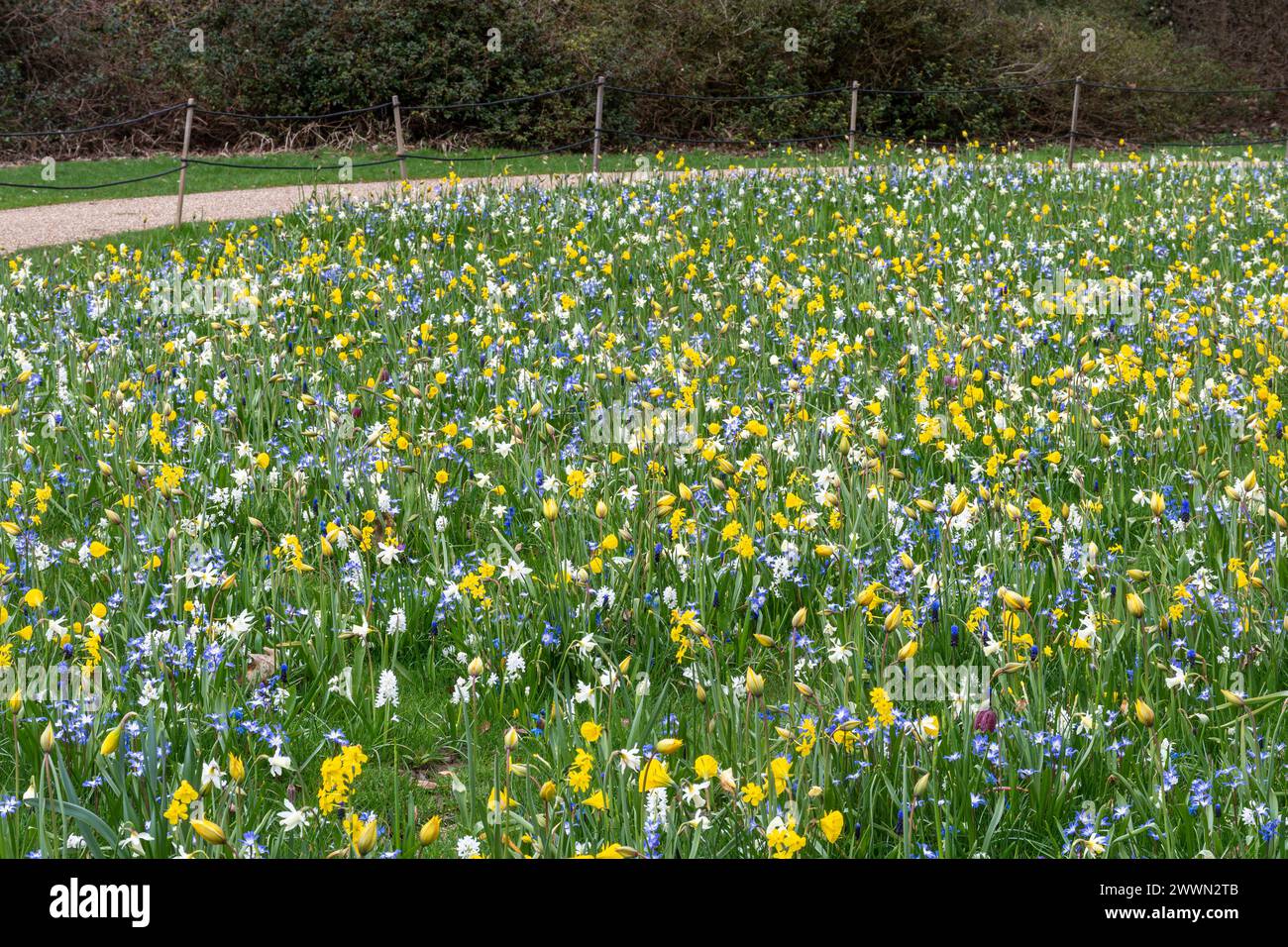 Daffodils and grape hyacinths hi-res stock photography and images - Alamy