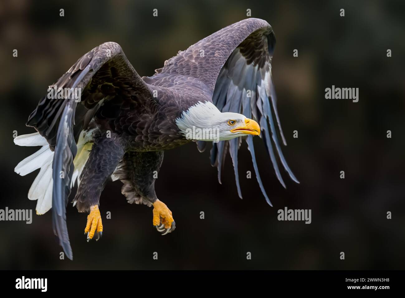Bald eagle wings wide hi-res stock photography and images - Alamy