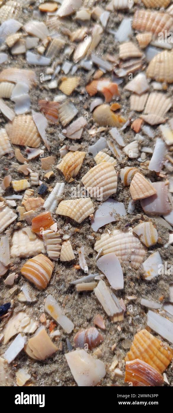 The seashells scattered on a sandy beach Stock Photo - Alamy
