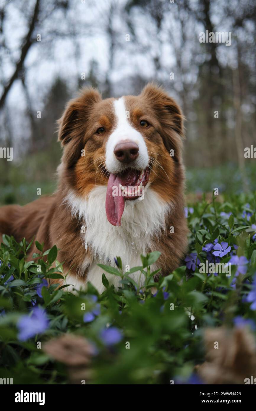 A brown dog lies in forest in clearing among spring blue flowers wild ...