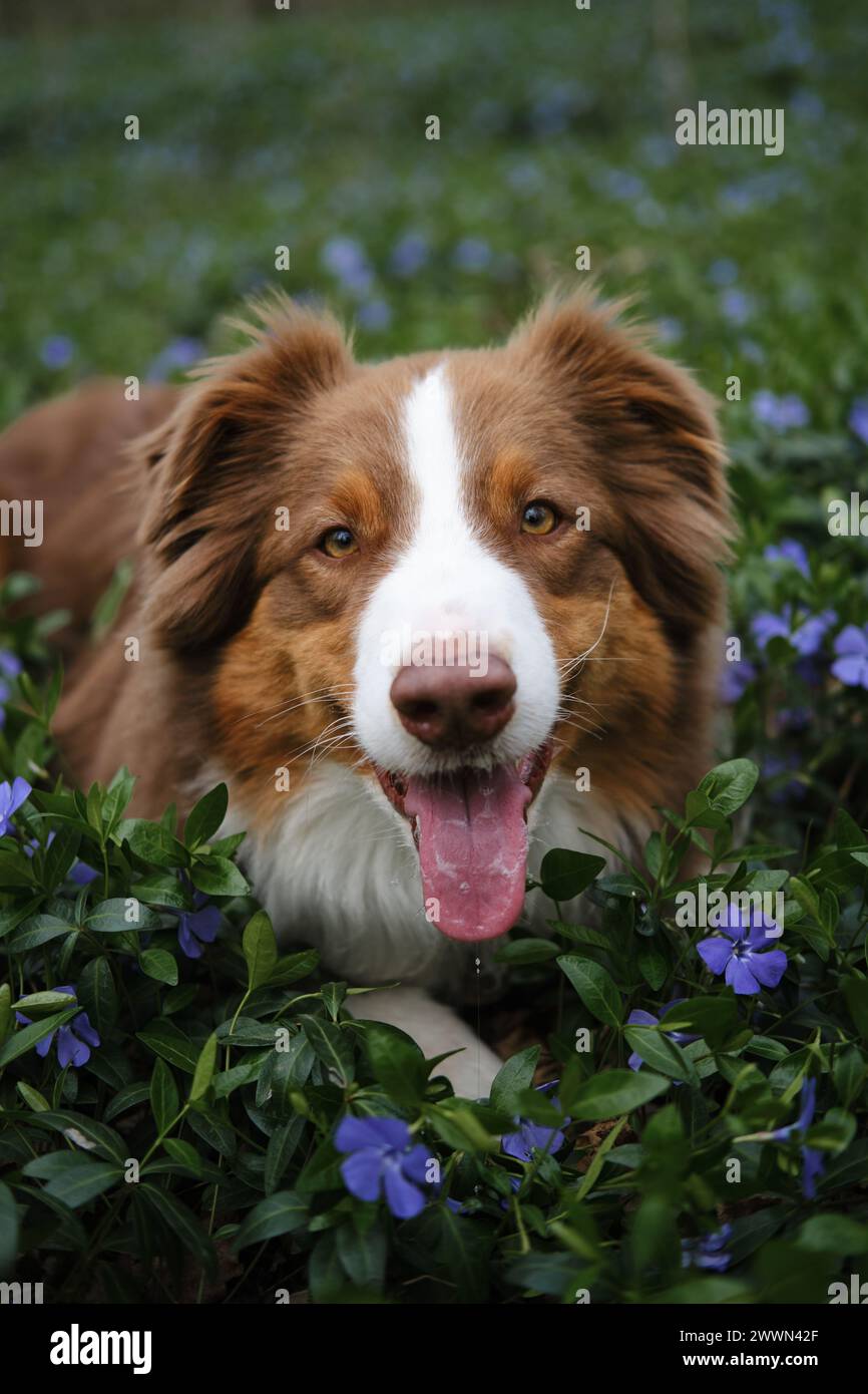 A brown dog lies in forest in clearing among spring blue flowers wild ...