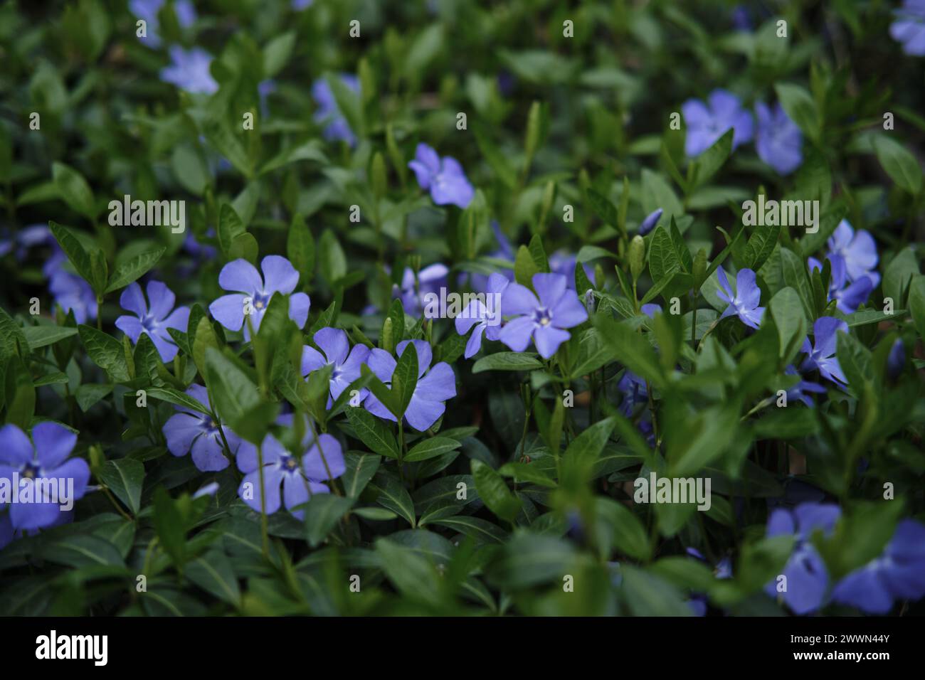 Periwinkle wildflowers hi-res stock photography and images - Alamy