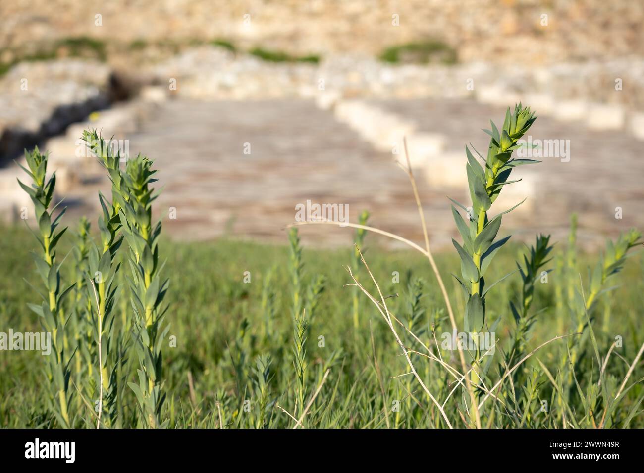 the flax plant, linum is part of the linaceae family, having about 200 ...