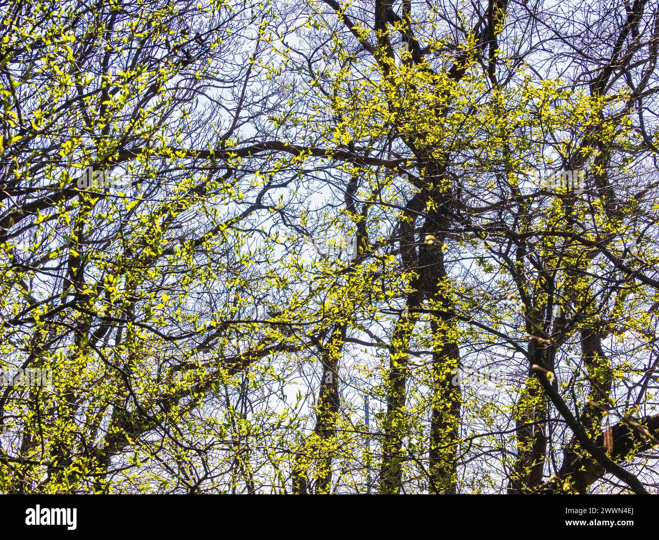 The canopy of a Swedish forest teems with life as fresh green leaves ...
