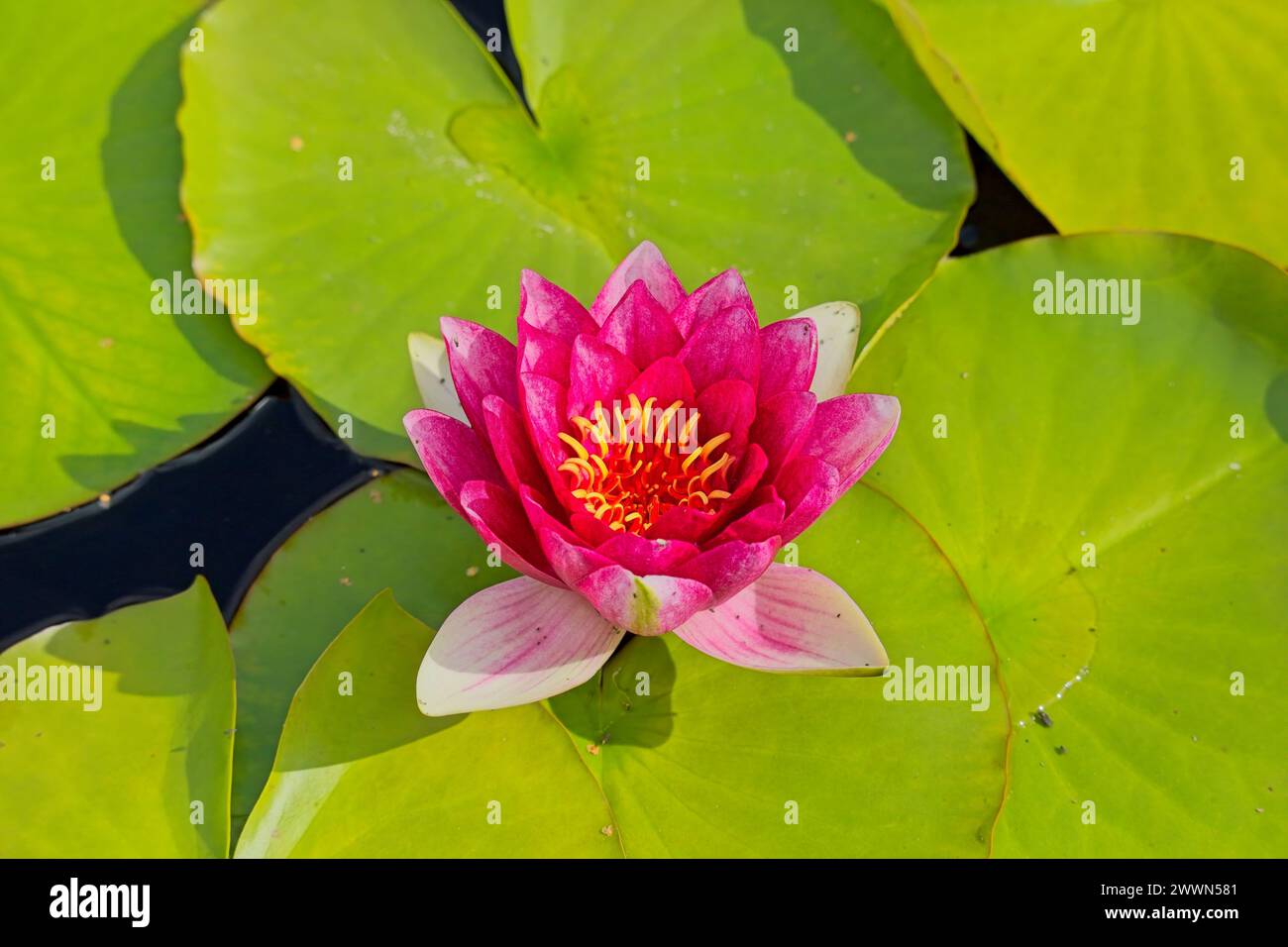 Attraction Water Lily, Nymphaea Attraction is a free flowering, and ...