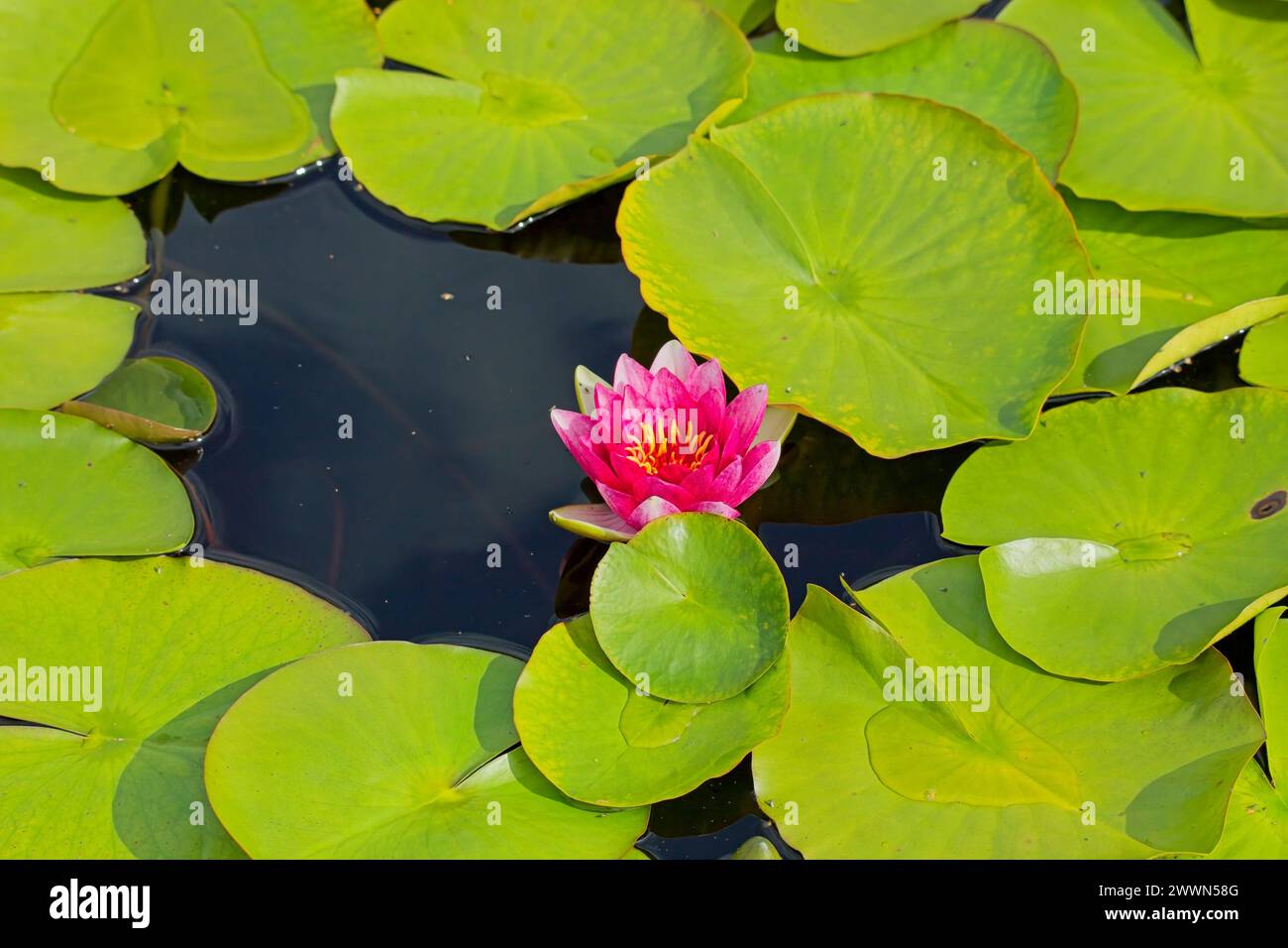 Attraction Water Lily, Nymphaea Attraction is a free flowering, and ...