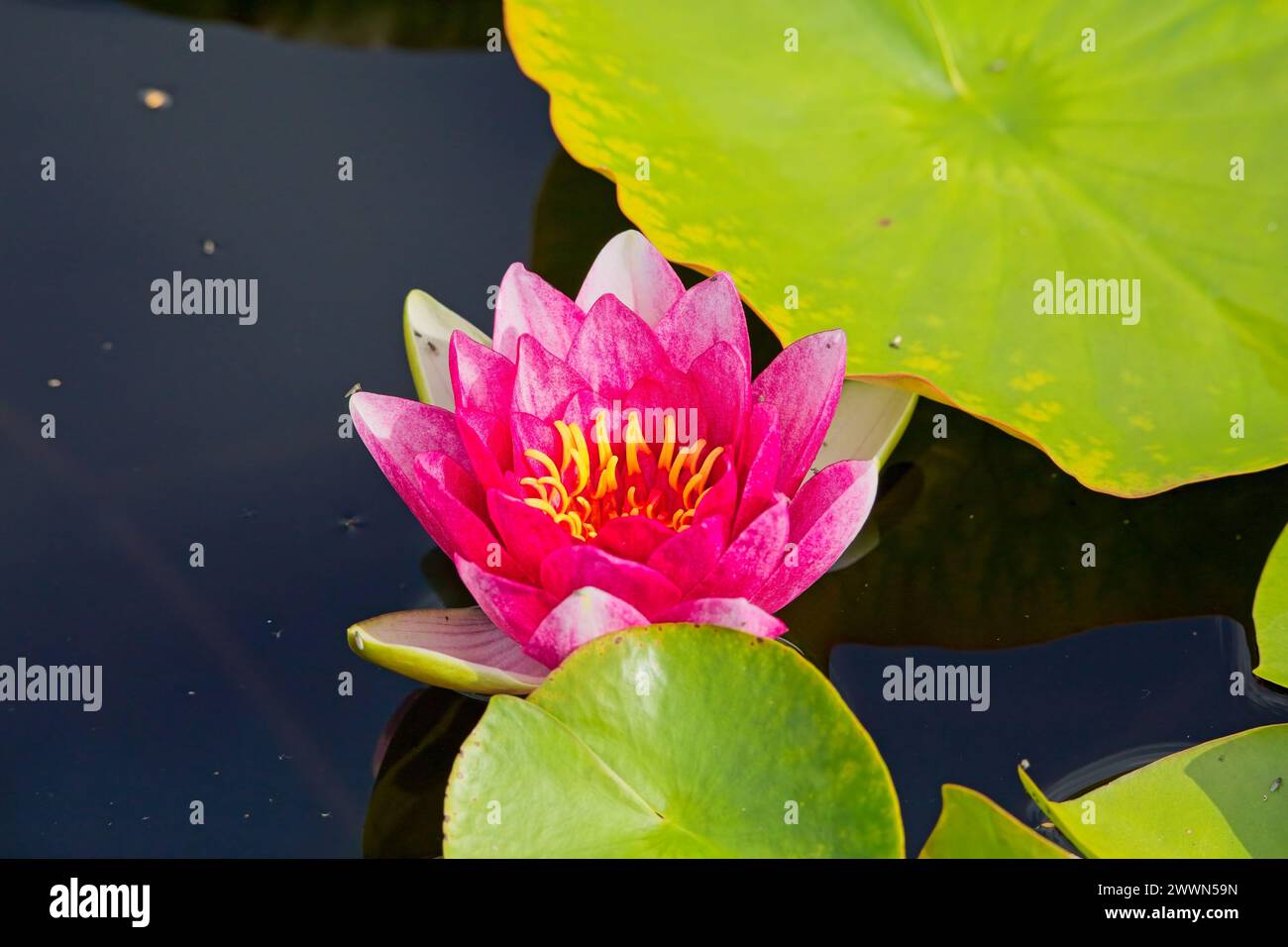 Attraction Water Lily, Nymphaea Attraction is a free flowering, and ...