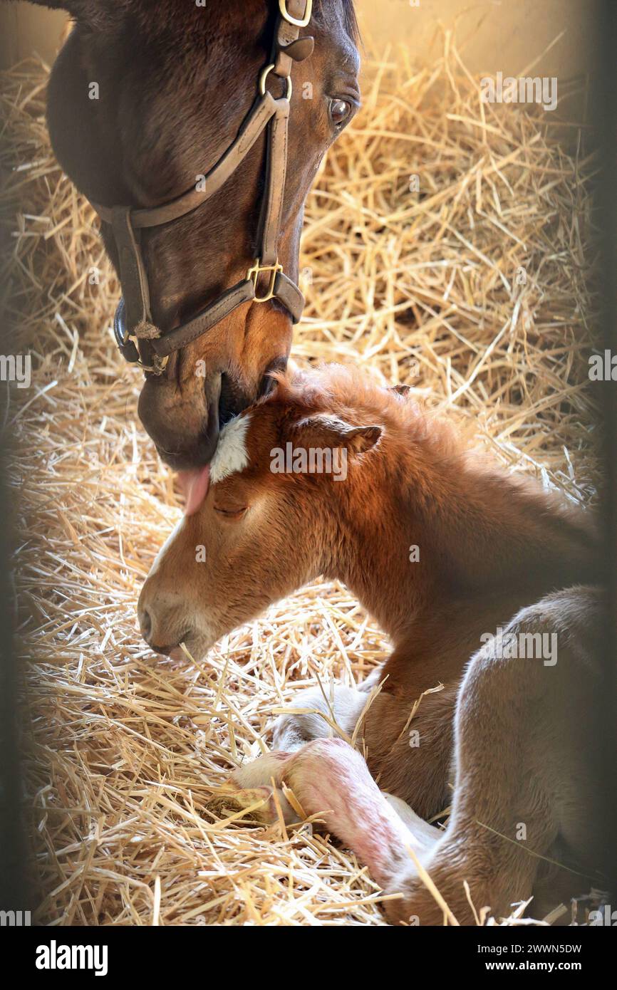 Mutterinstinkt 2024 hi-res stock photography and images - Alamy