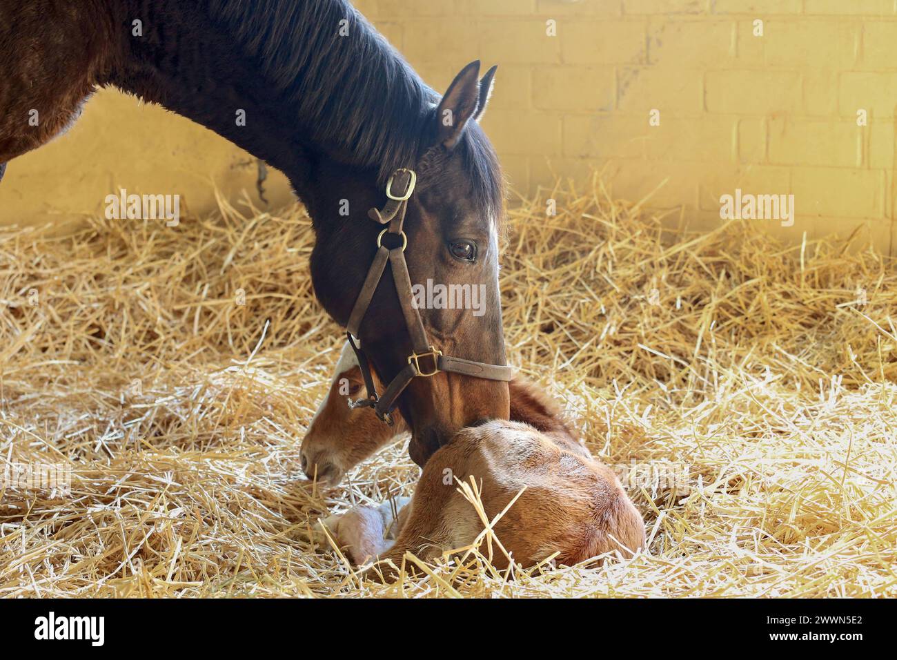 Mutterinstinkt 2024 hi-res stock photography and images - Alamy