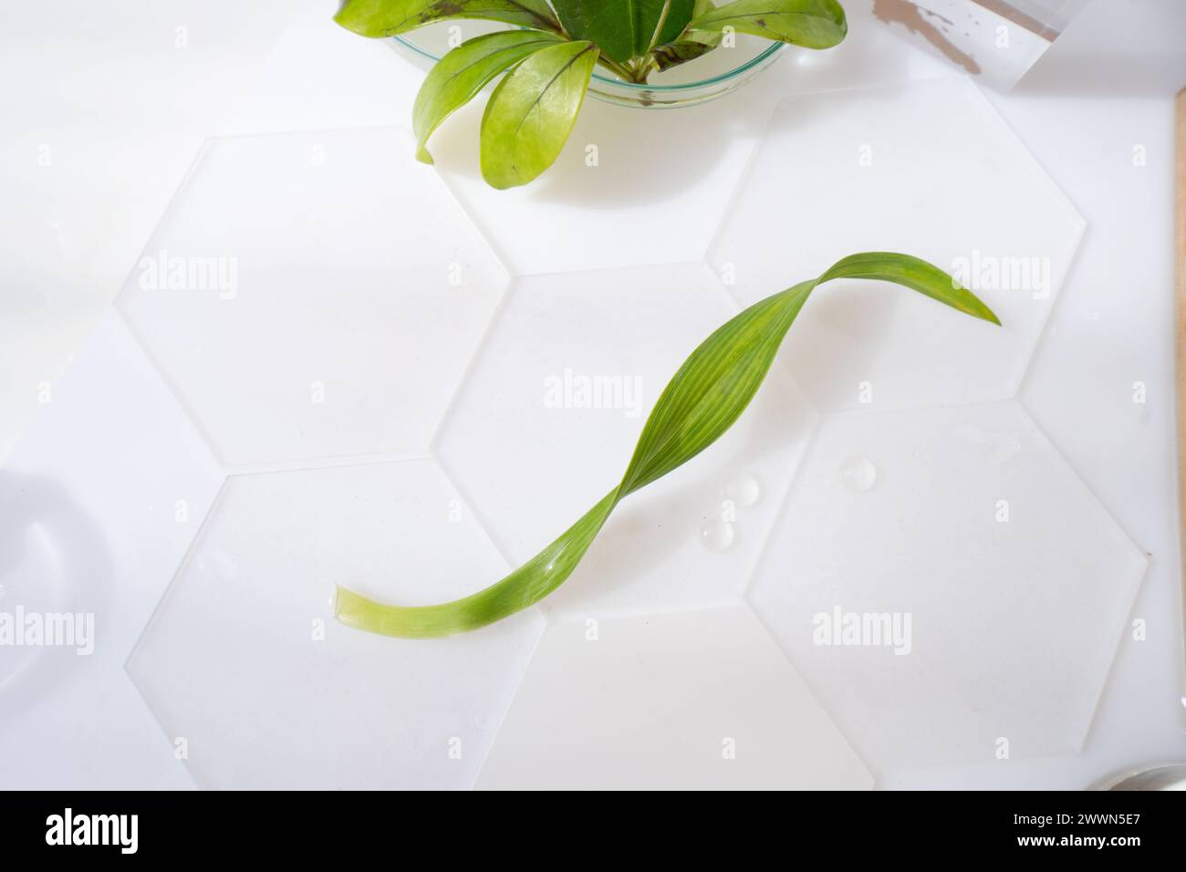 Science and nature concept Stock Photo - Alamy