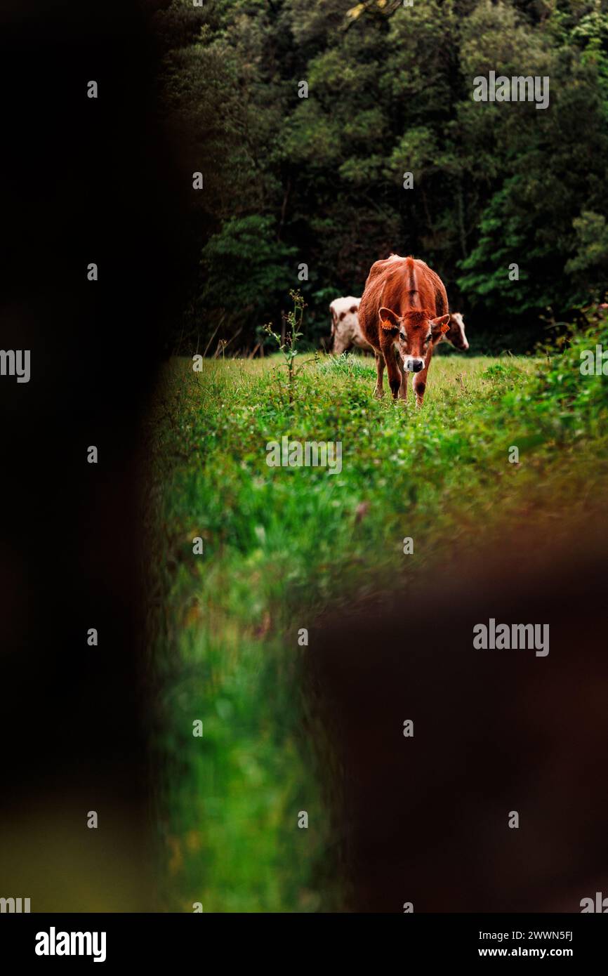 Happy farm animals hi-res stock photography and images - Alamy