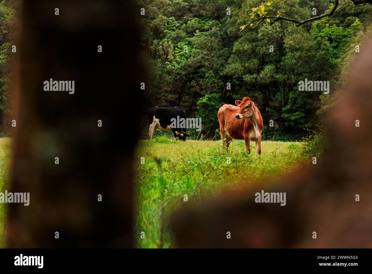 Cows on pasture, happy farm animals, at Azores islands in Portugal ...
