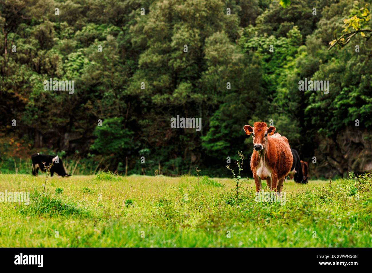 Happy farm animals hi-res stock photography and images - Alamy