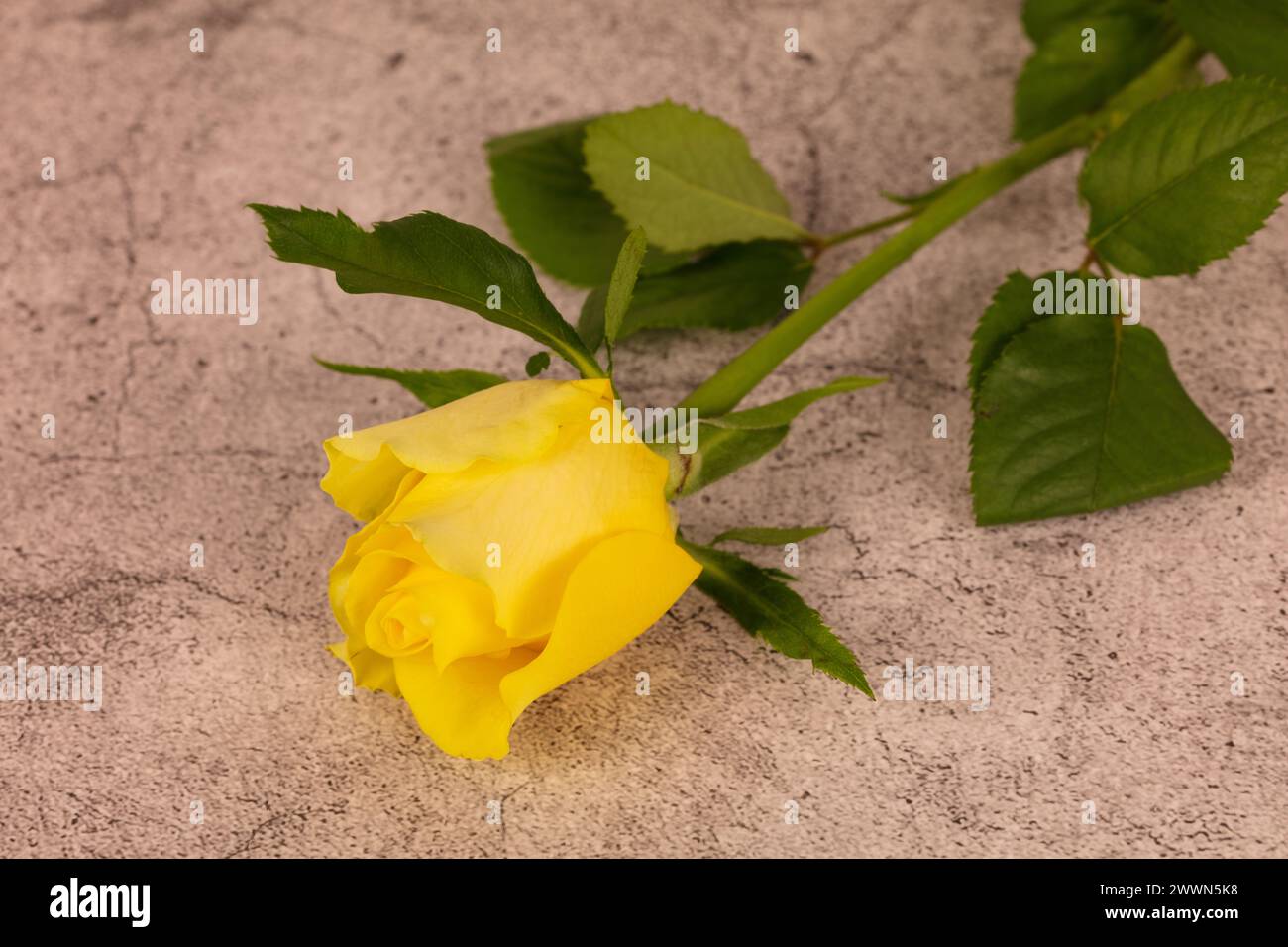 Landscape format photographic image of a single yellow rose against a ...