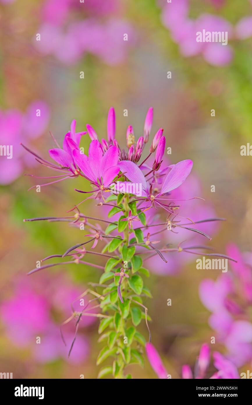 Closeup of Cleome houtteana, commonly known as spider flower, spider ...
