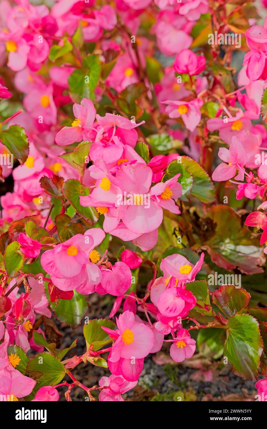 Begonia semperflorens hi-res stock photography and images - Alamy