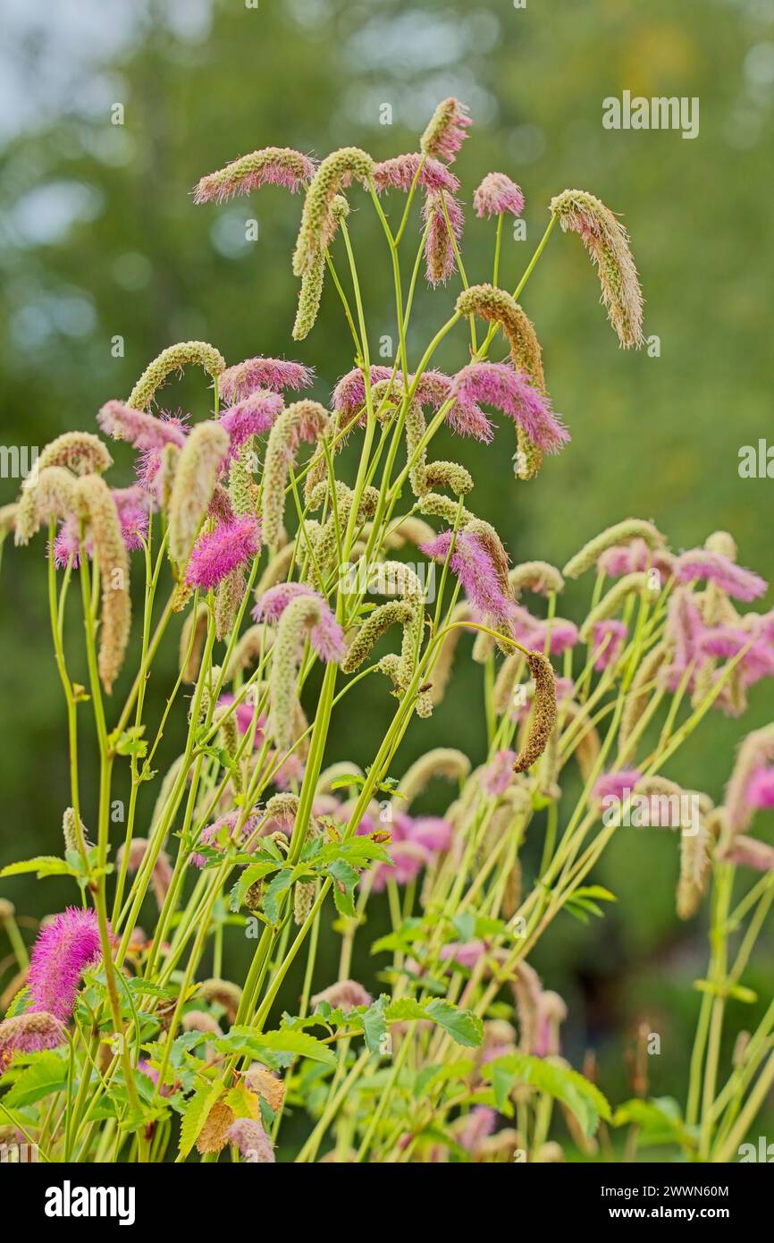 Closeup of Sanguisorba hakusanensis, the Korean mountain burnet, is a ...