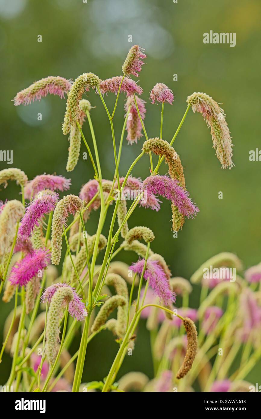Closeup of Sanguisorba hakusanensis, the Korean mountain burnet, is a ...