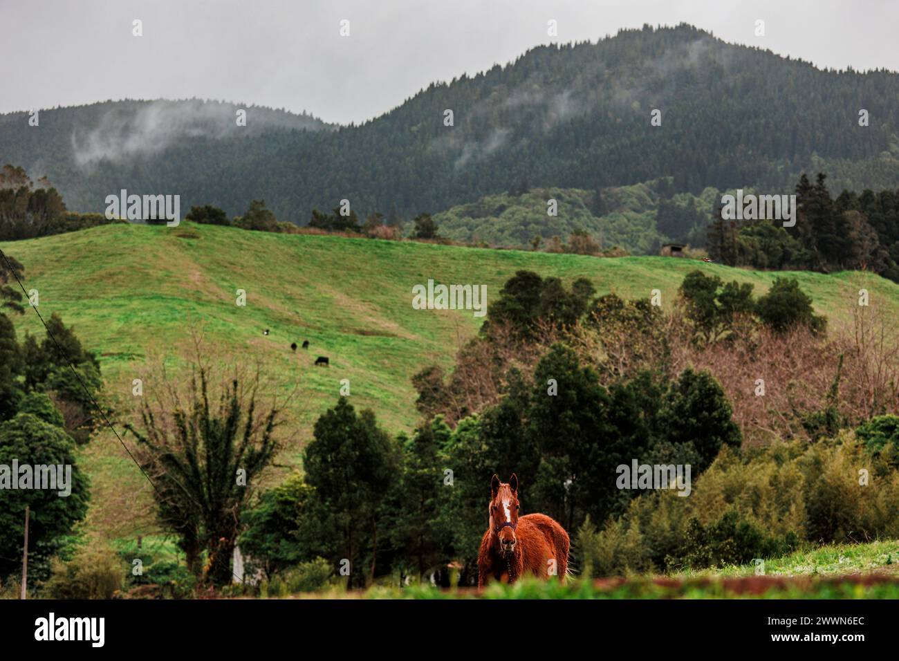 Traveling at Azores islands, farm animals in nature, surrounded by ...