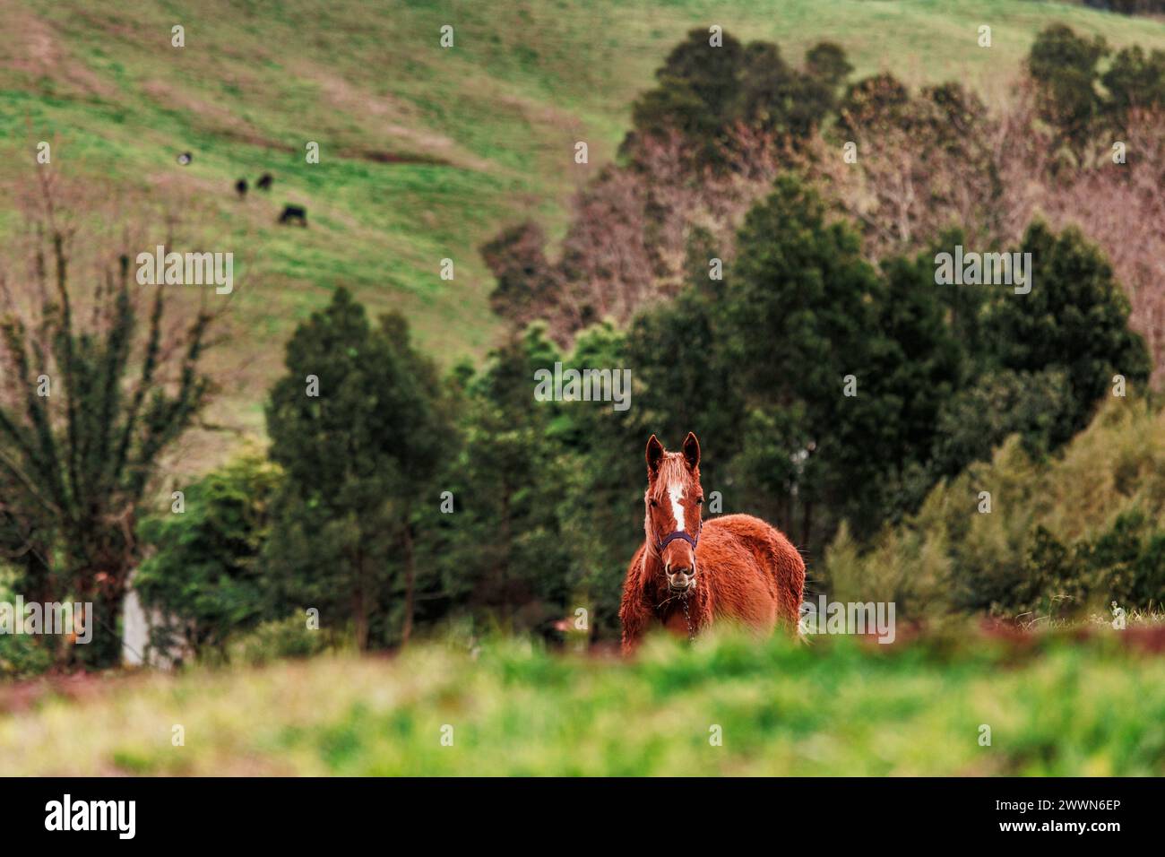 Traveling at Azores islands, farm animals in nature, surrounded by ...