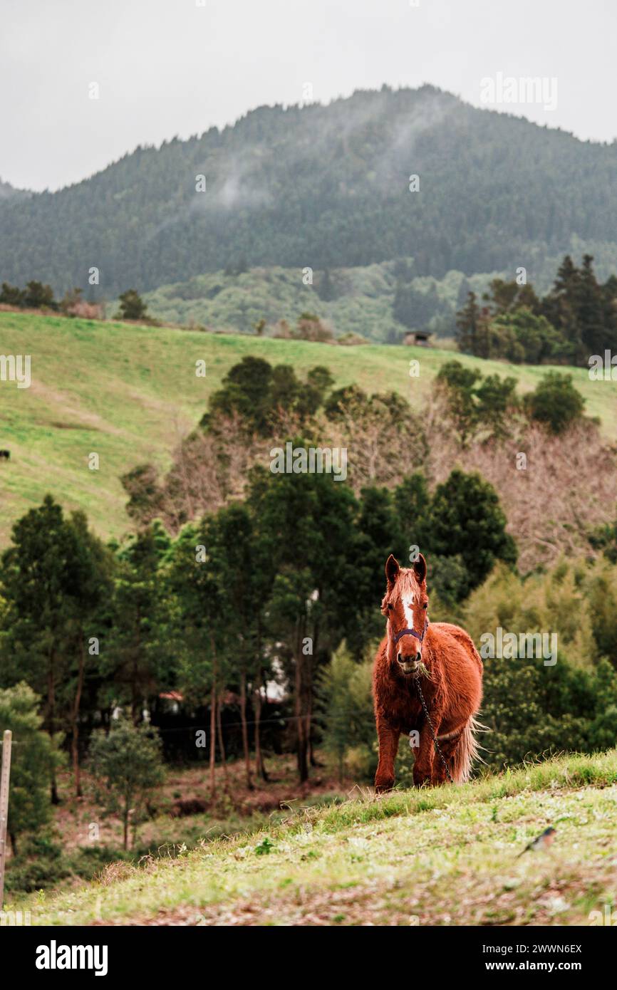 Traveling at Azores islands, farm animals in nature, surrounded by ...