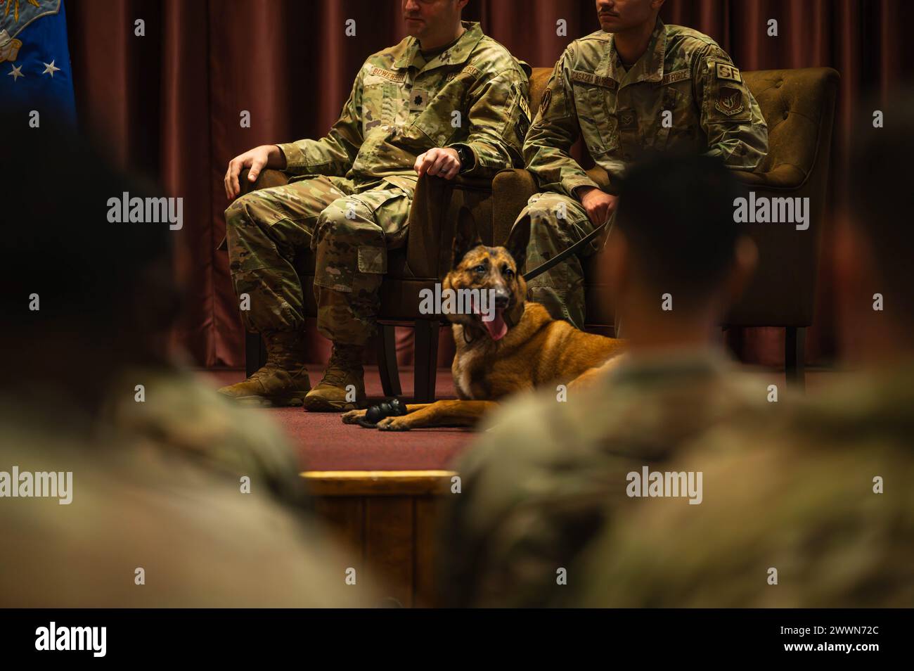 Fflorida, 374th Security Forces Squadron military working dog, sits ...