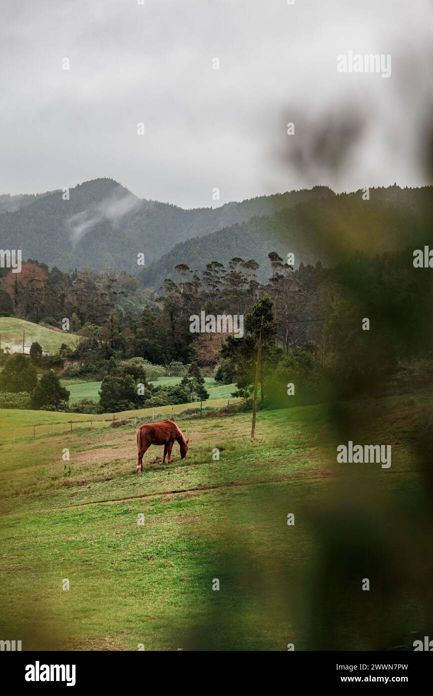 Traveling at Azores islands, farm animals in nature, surrounded by ...