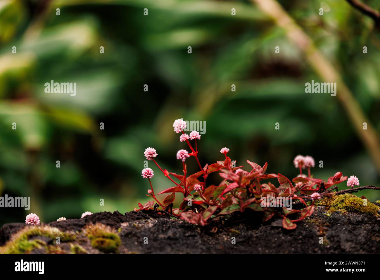 Plants and vegetation of the Azores islands, close up and macro, green ...
