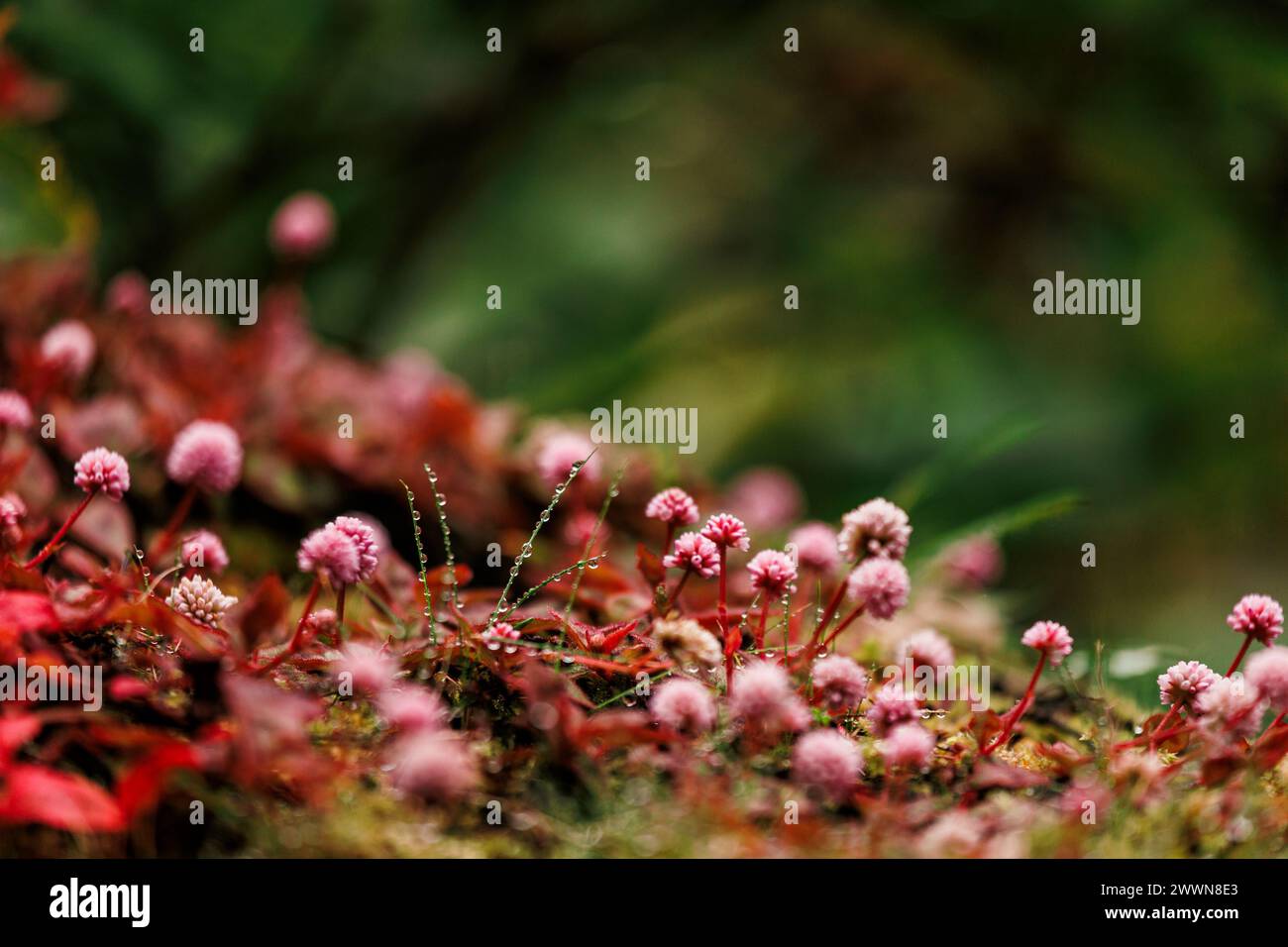 Plants and vegetation of the Azores islands, close up and macro, green ...