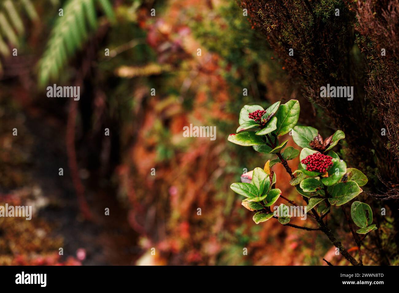 Plants and vegetation of the Azores islands, close up and macro, green ...