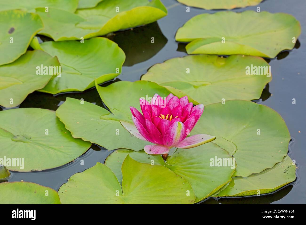 Attraction Water Lily, Nymphaea Attraction is a free flowering, and ...