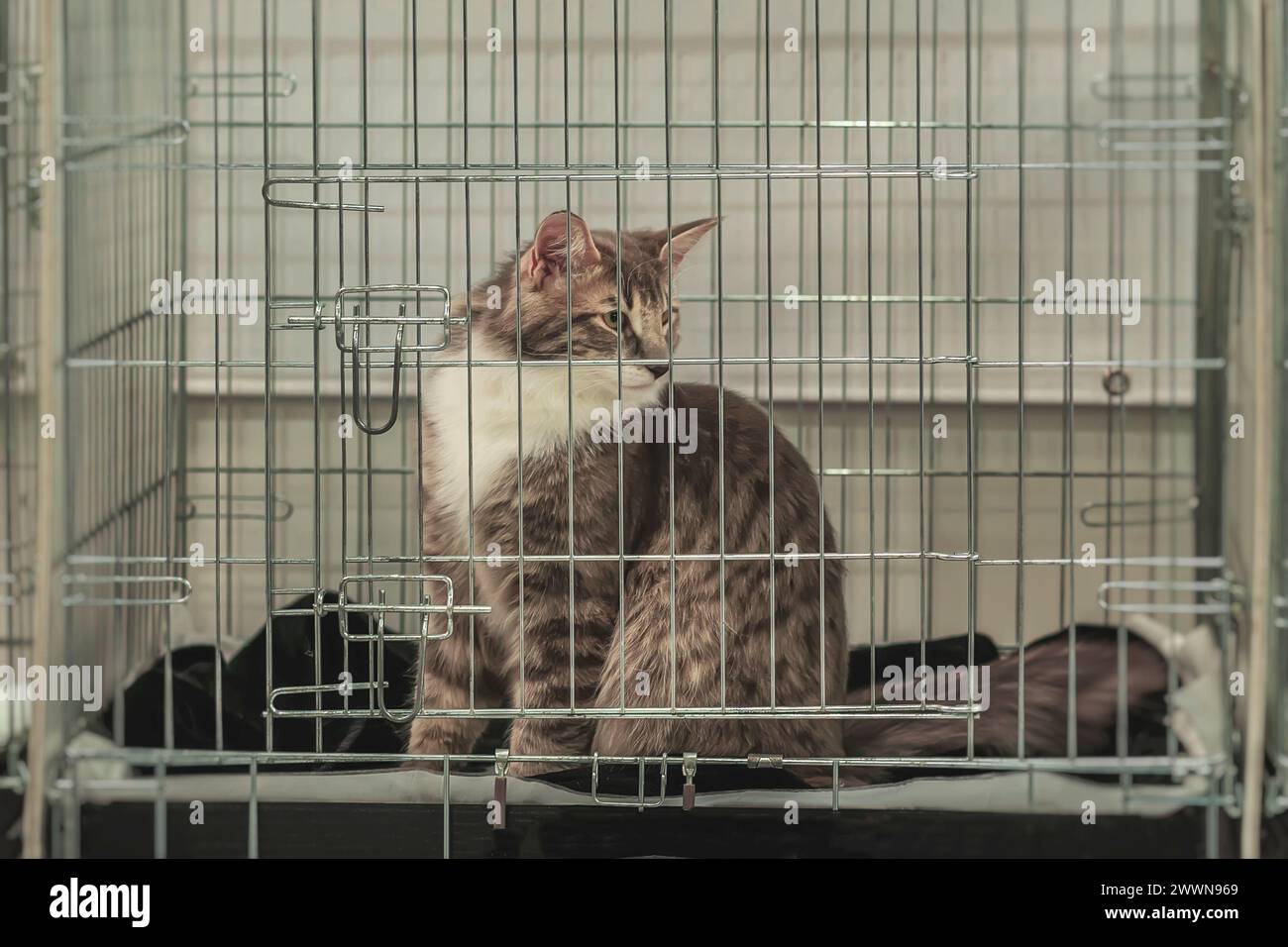 Lonely fluffy cat in cage of shelter with sad look waiting owner, looks ...