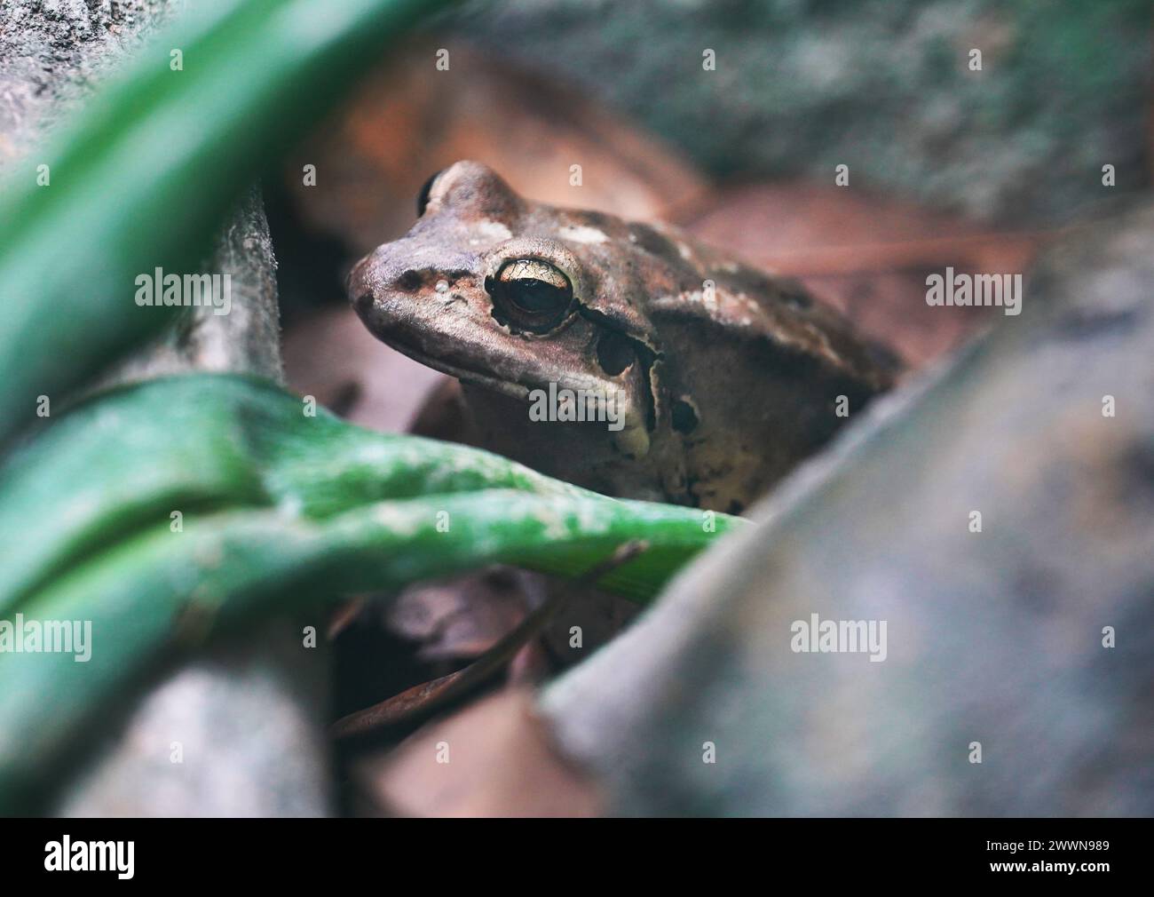 A mountain chicken frog, one of a species which was almost wiped out by ...