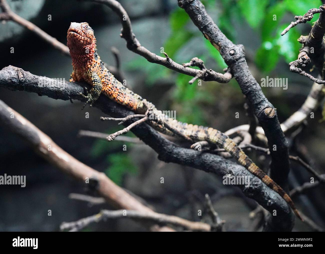 Reptiles And Amphibians Zoo at Bessie Humble blog