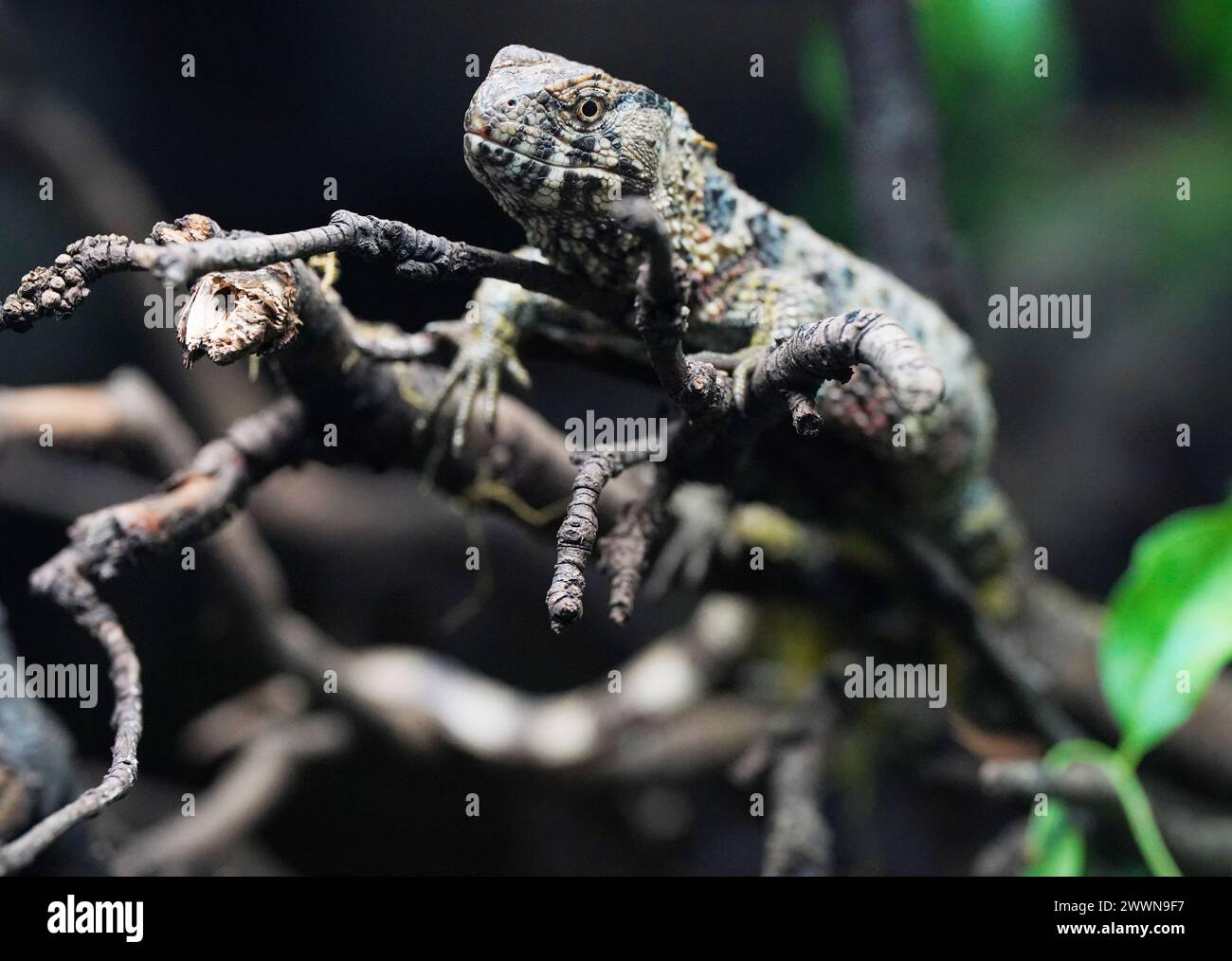 A crocodile lizard on display during a photo call for London Zoo's new 'The Secret Life of ...