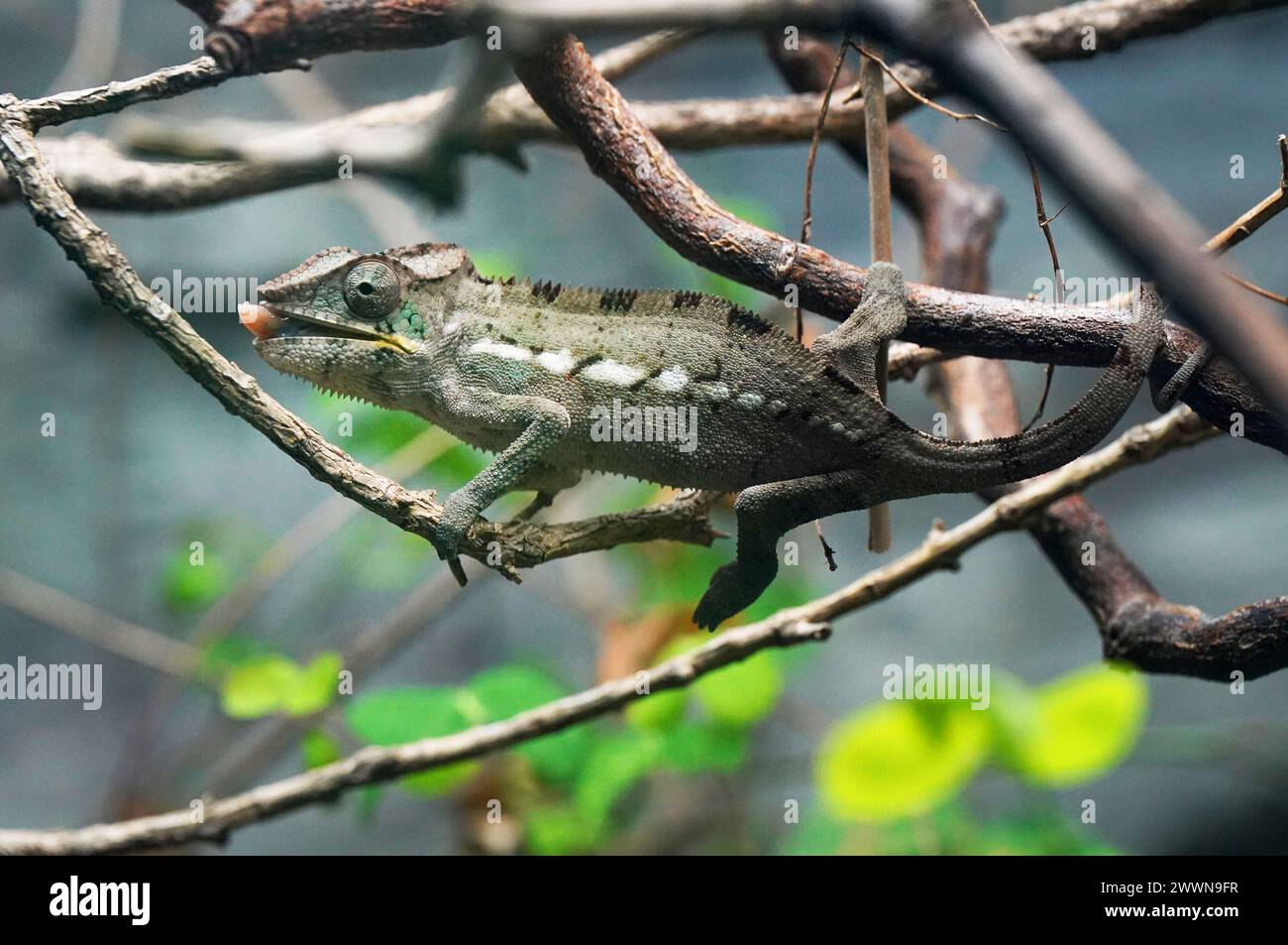 A panther chameleon on display during a photo call for London Zoo's new ...