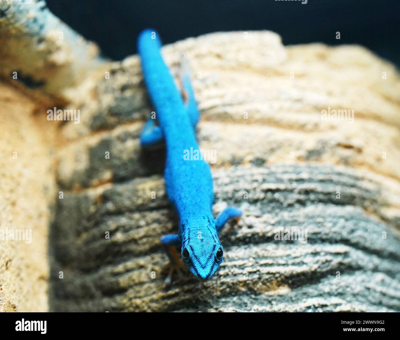 A turquoise dwarf gecko on display during a photo call for London Zoo's ...