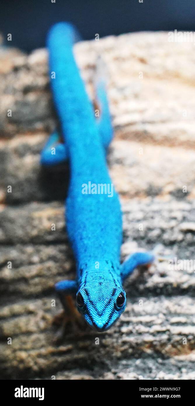 A turquoise dwarf gecko on display during a photo call for London Zoo's ...