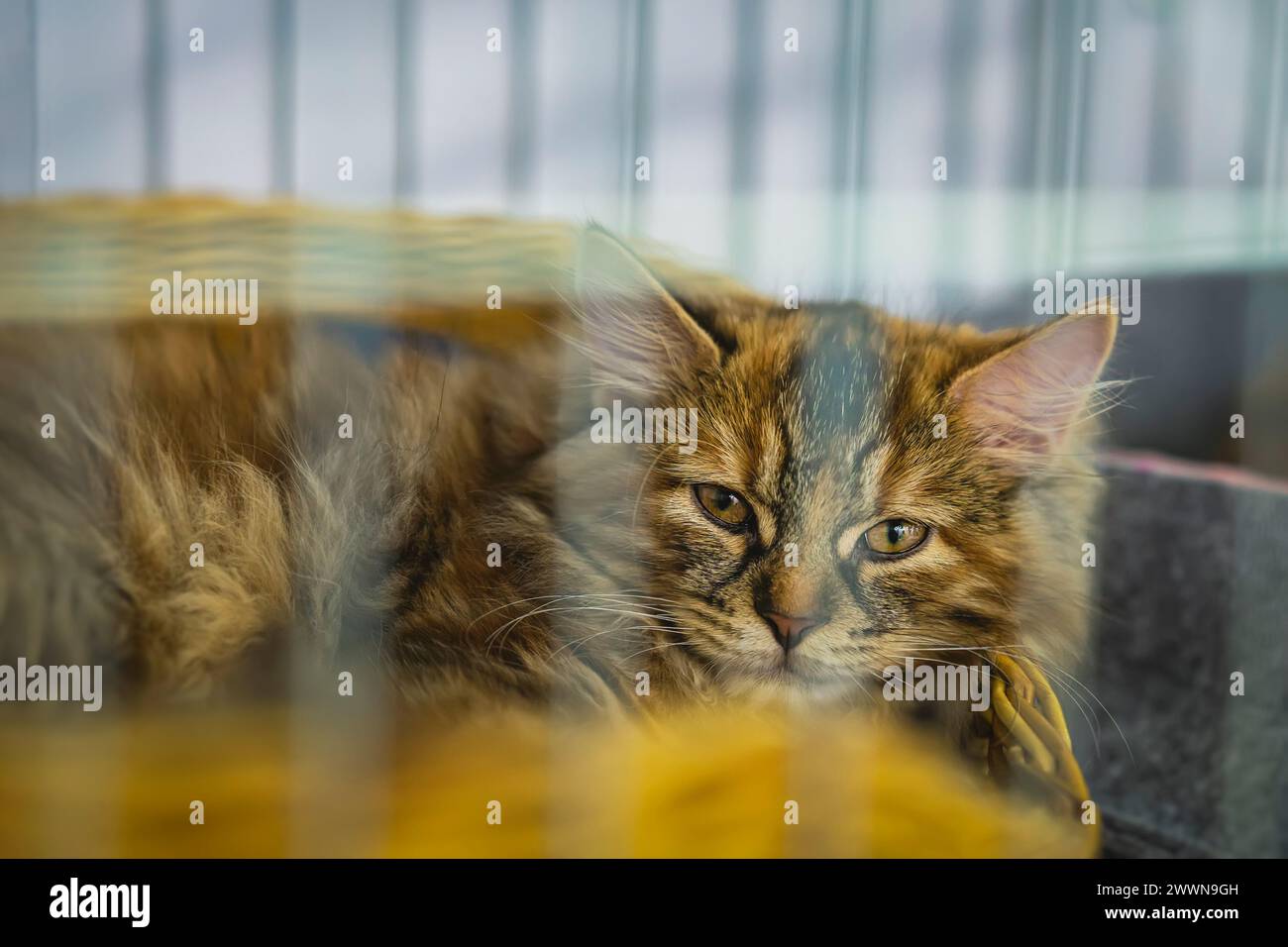 Fluffy homeless alone cat with sad look in shelter cage with sad look ...