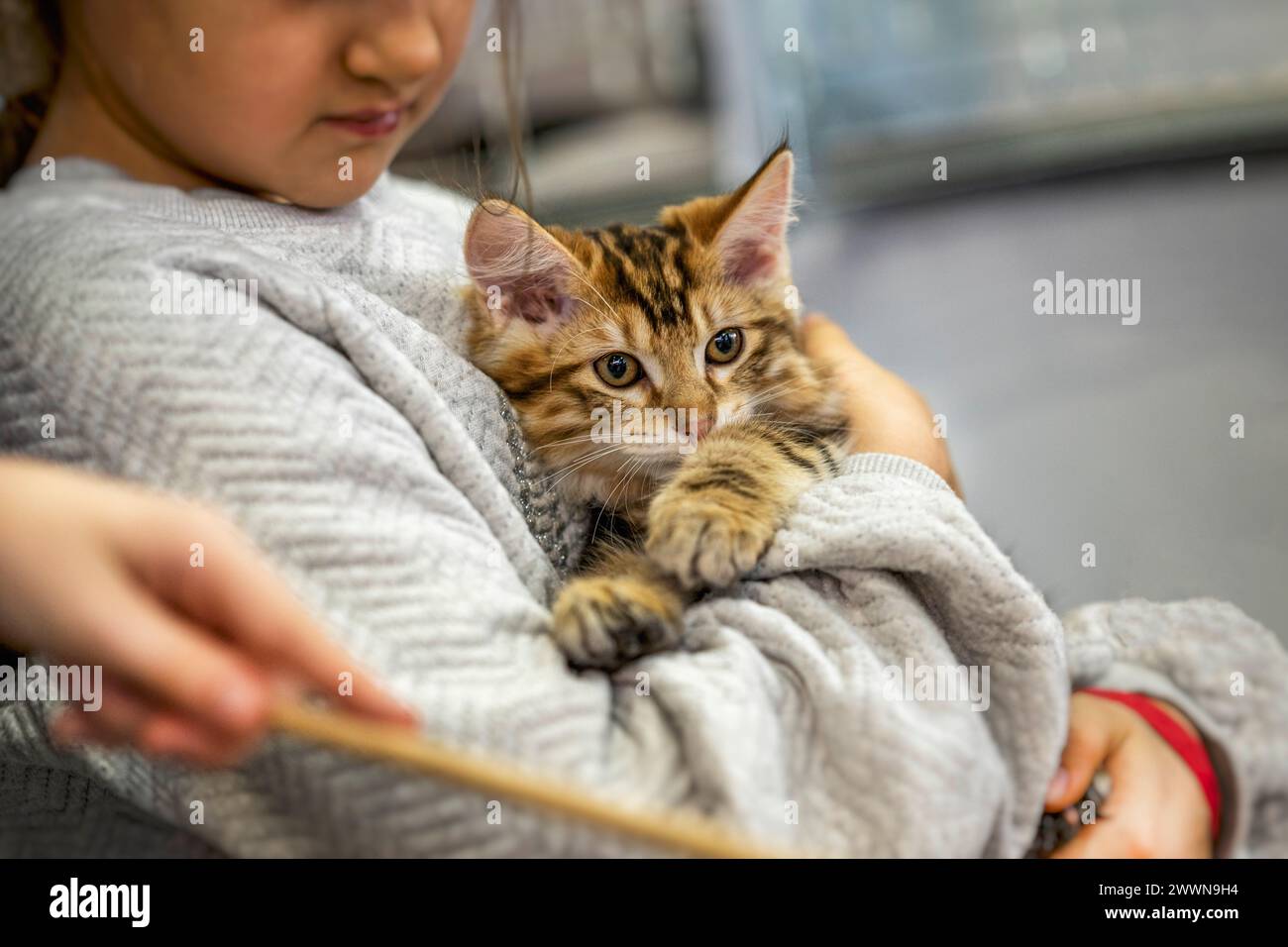 Fluffy kitten in hands of girl, shelter of homeless animals. Girl ...