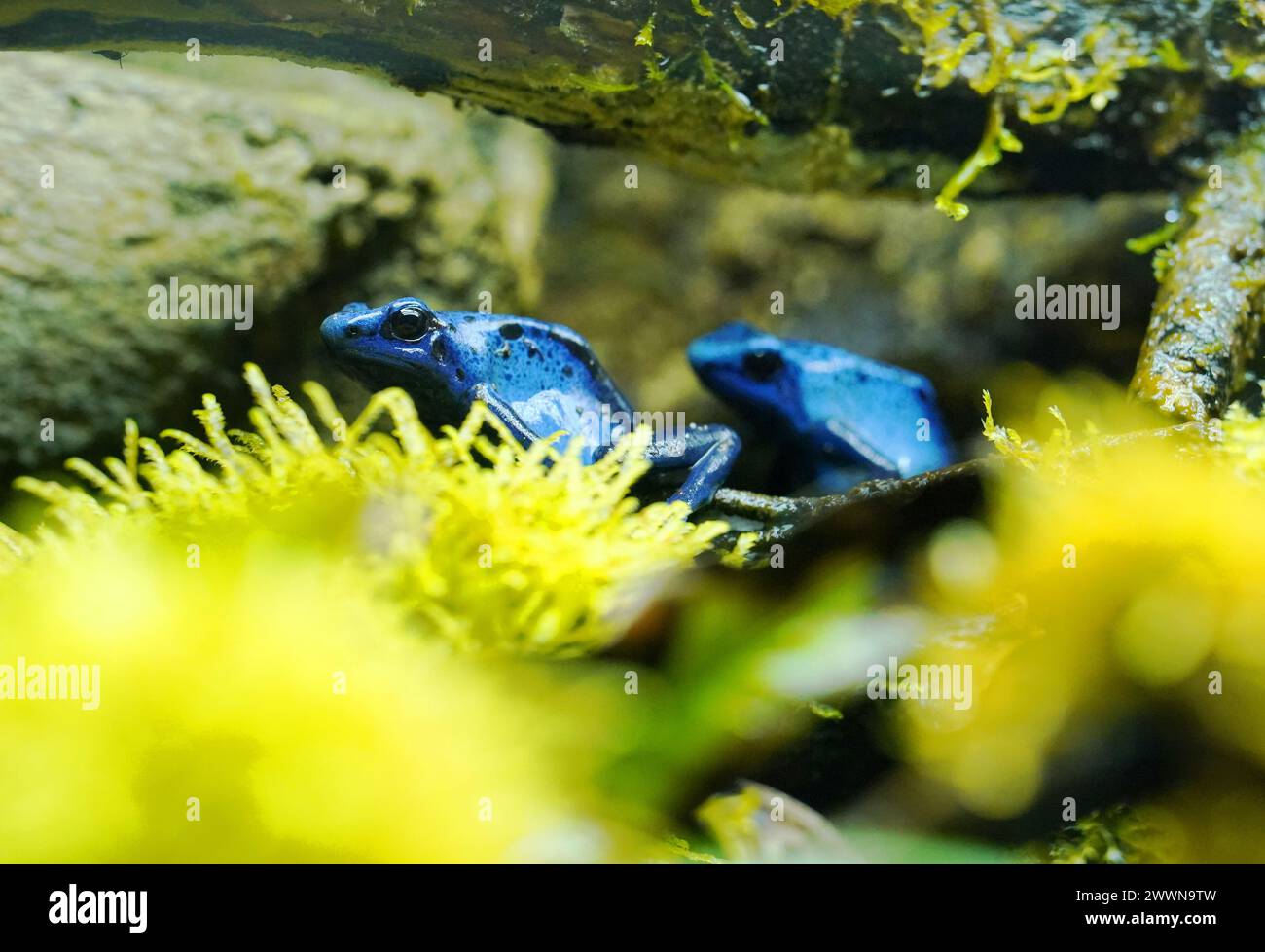 A pair of Dyeing poison dart frogs on display during a photo call for London Zoo's new 'The ...