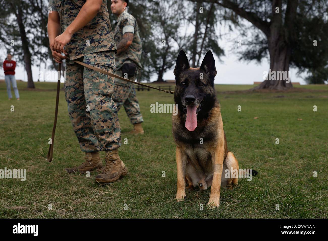 U.S. Marine Corps military working dog Yenkie, rests after a bite ...