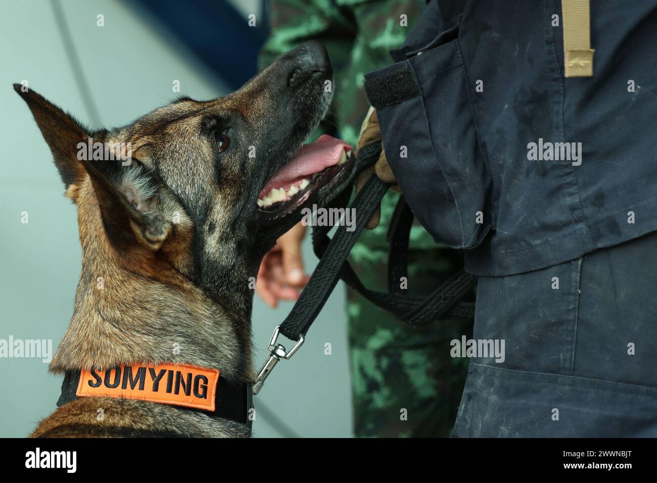 K9 Somying, a search and rescue dog with USAR Thailand, prepares to ...
