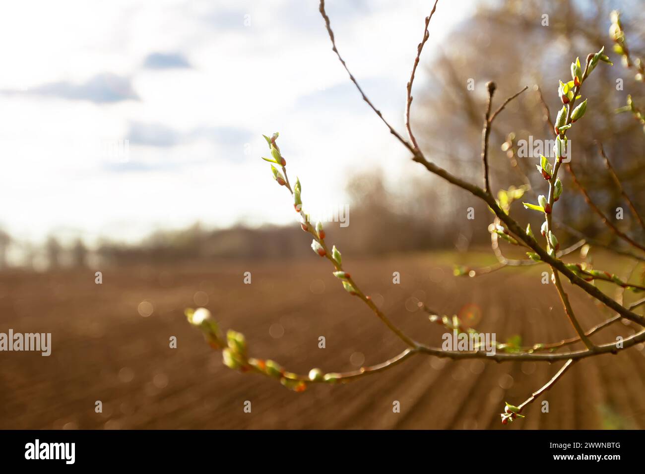 Tender branches of spring vines with swollen buds against the ...