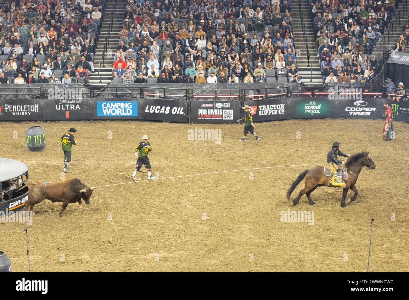 A U.S. Border Patrol bullfighter pulls a loose bull towards the corral ...